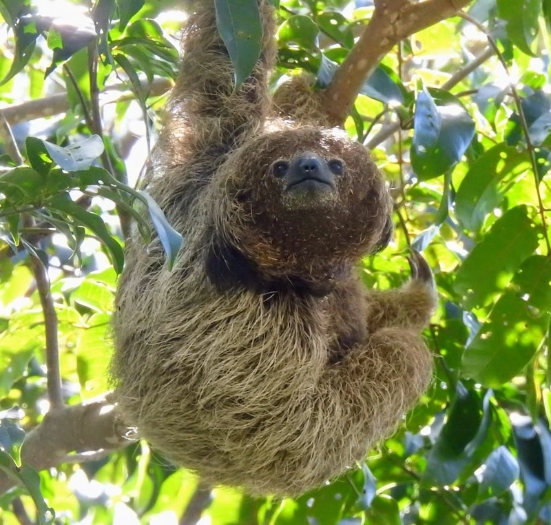 Northeastern Brazil Tour – Primates & Porcupines Expedition