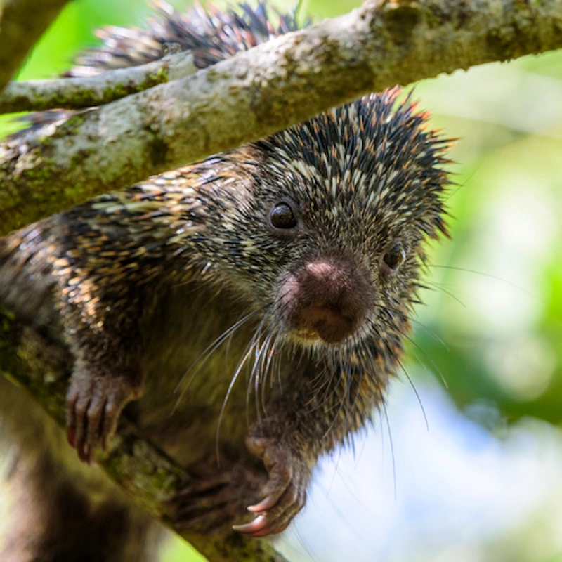 Northeastern Brazil Tour – Primates & Porcupines Expedition